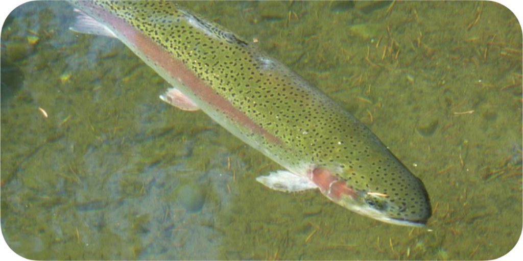 Cuídate y come sano | La trucha, un pescado lleno de ventajas